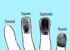 Fingertip shapes and what they mean in palmistry – Sister Palm ...